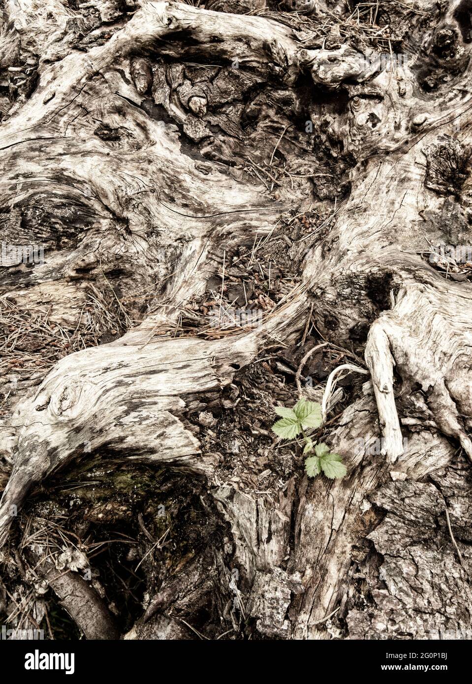 Abstract of dead tree root with seedling growing out, symbolic od life ...
