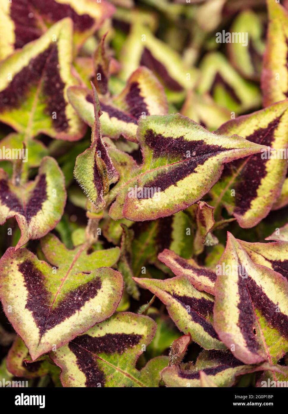 Persicaria microcephala 'Red Dragon', knotweed 'Red Dragon', patterns ...