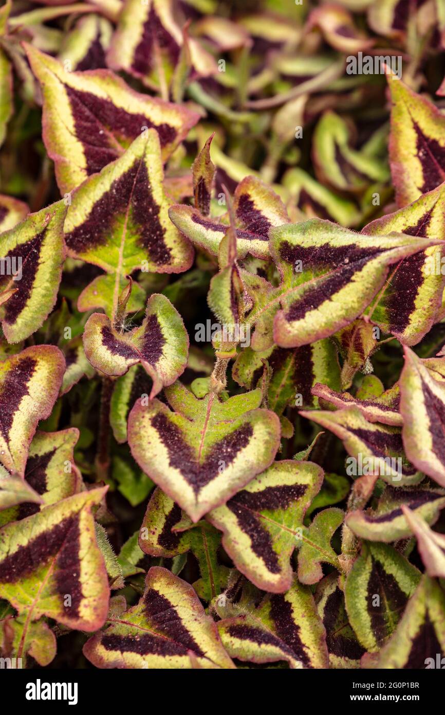 Persicaria microcephala 'Red Dragon', knotweed 'Red Dragon', patterns ...