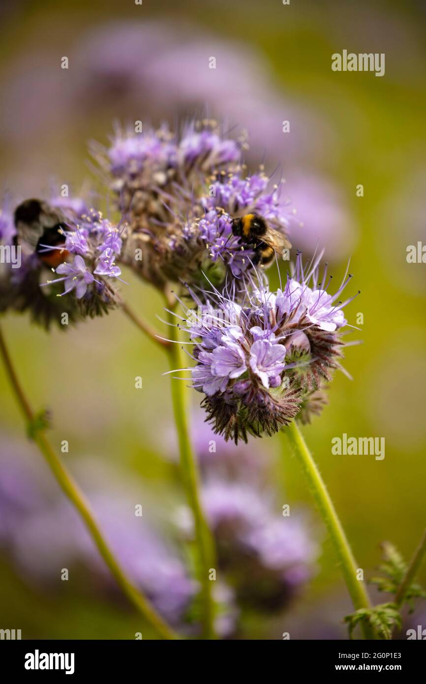 Phacelia tanacetifolia, bee friendly natural plant portrait in urban ...