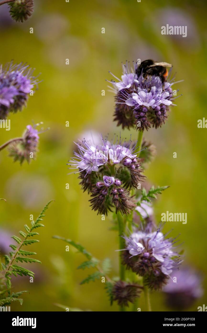 Phacelia tanacetifolia, bee friendly natural plant portrait in urban ...