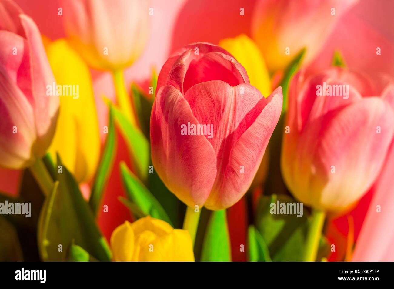 Background for a greeting card - a bouquet of fresh spring pink and ...
