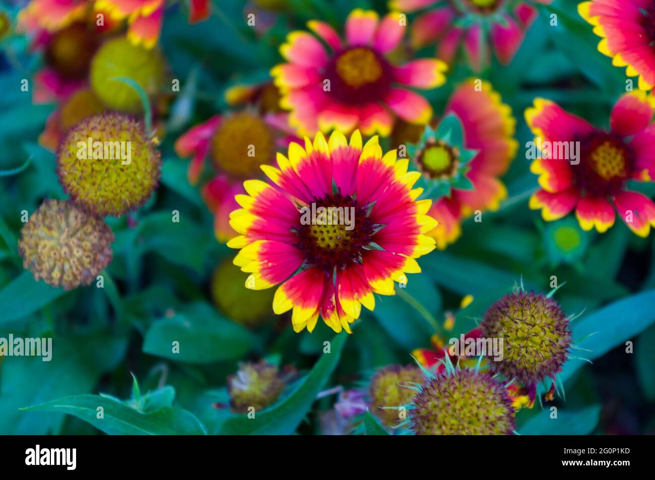 Red and yellow colorful flowers Gailardia in garden, pollination by ...
