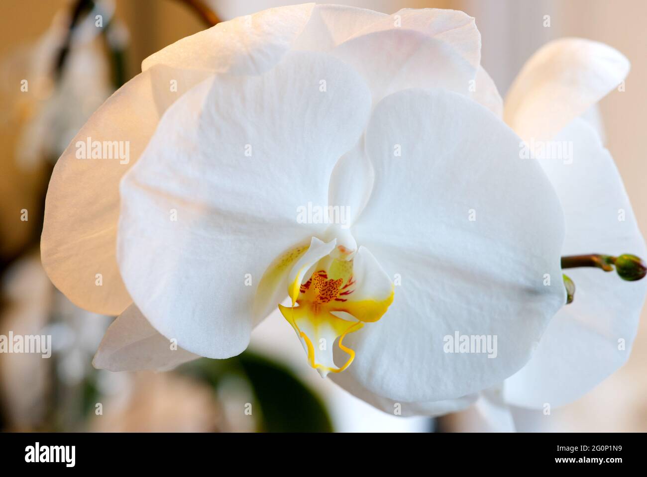beautiful White big orchid closeup home flower Stock Photo - Alamy
