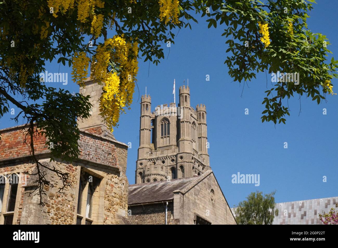 Golden chain tree hi-res stock photography and images - Alamy