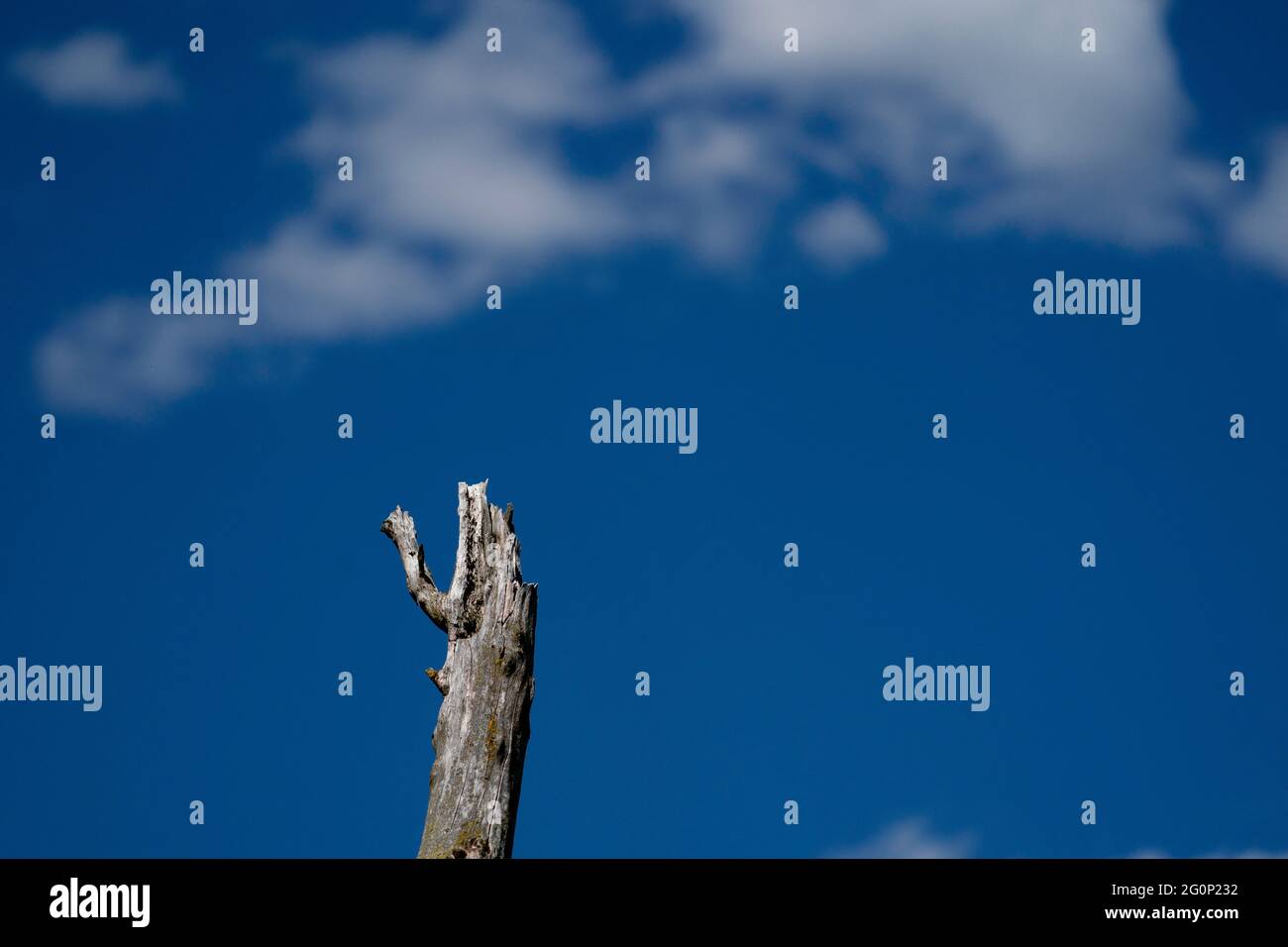 Single death tree hi-res stock photography and images - Alamy