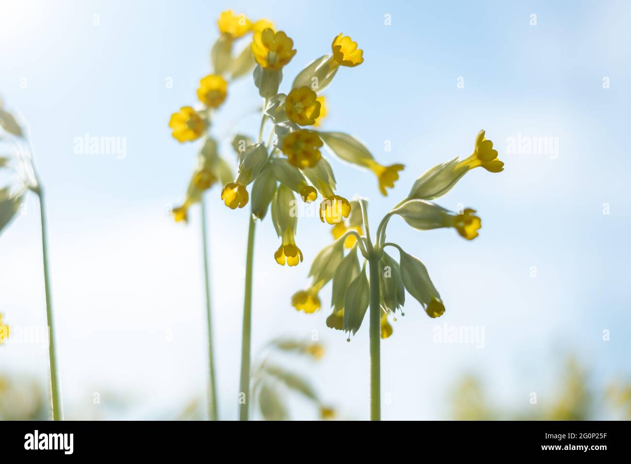 Spring meadow may hi-res stock photography and images - Alamy