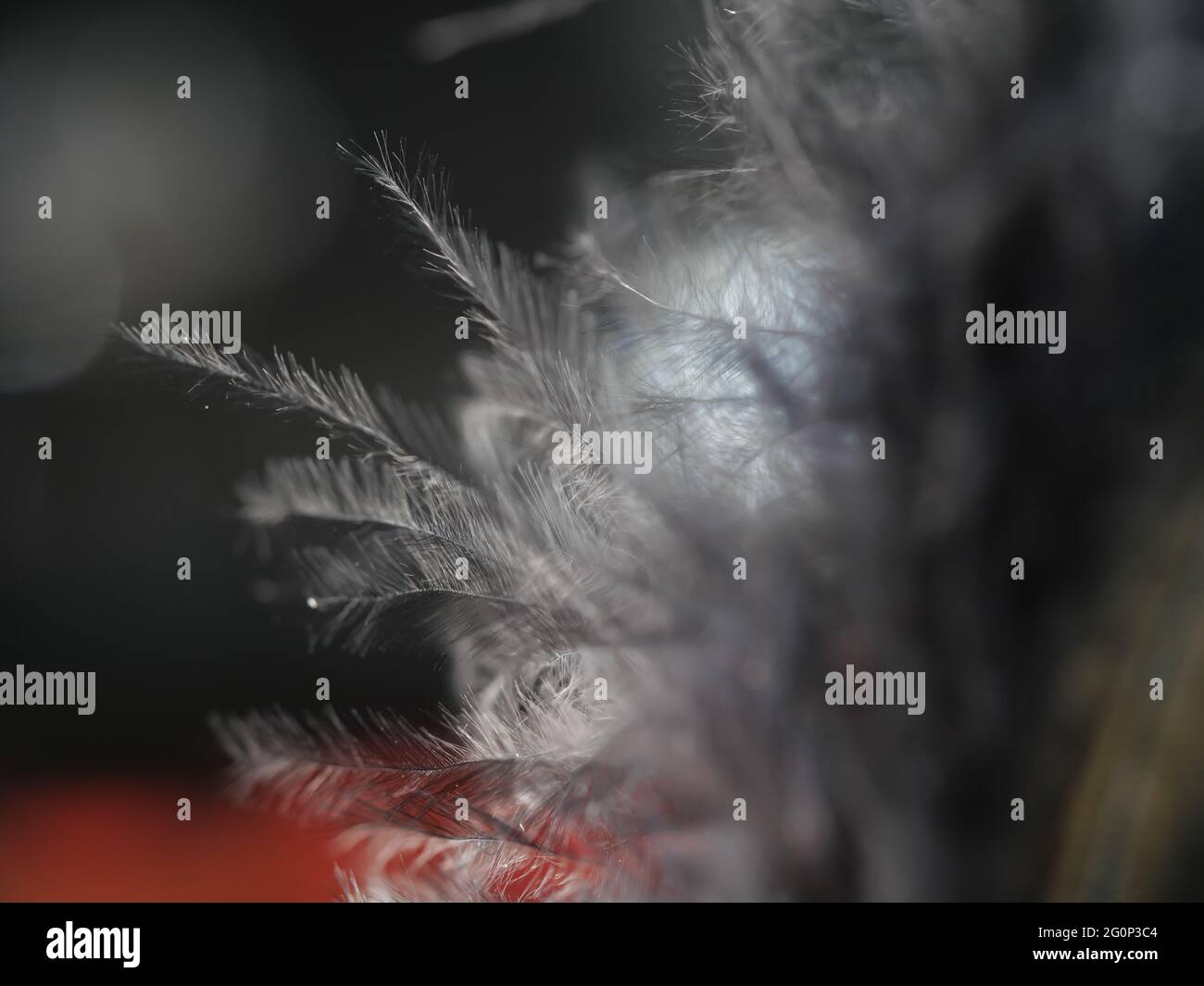 Closeup shot of a grey feather on a blurred background Stock Photo - Alamy