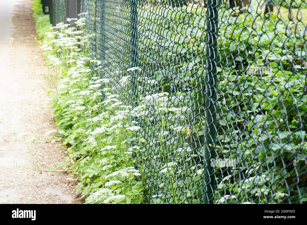 Closeup shot of Grid fence with green vegetation near the path Stock ...