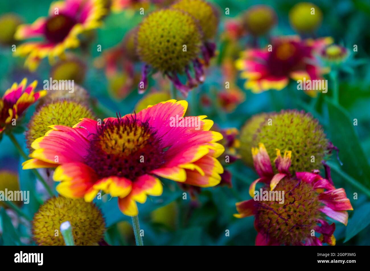 Red and yellow colorful flowers Gailardia in garden, pollination by ...