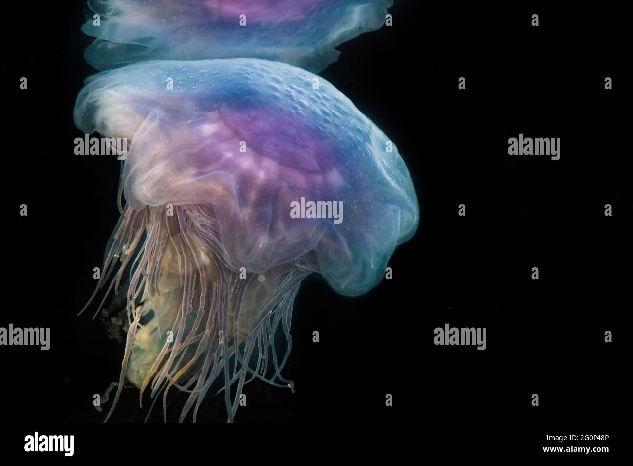 Blue Jellyfish (Cyanea lamarkii) swimming underwater Stock Photo - Alamy