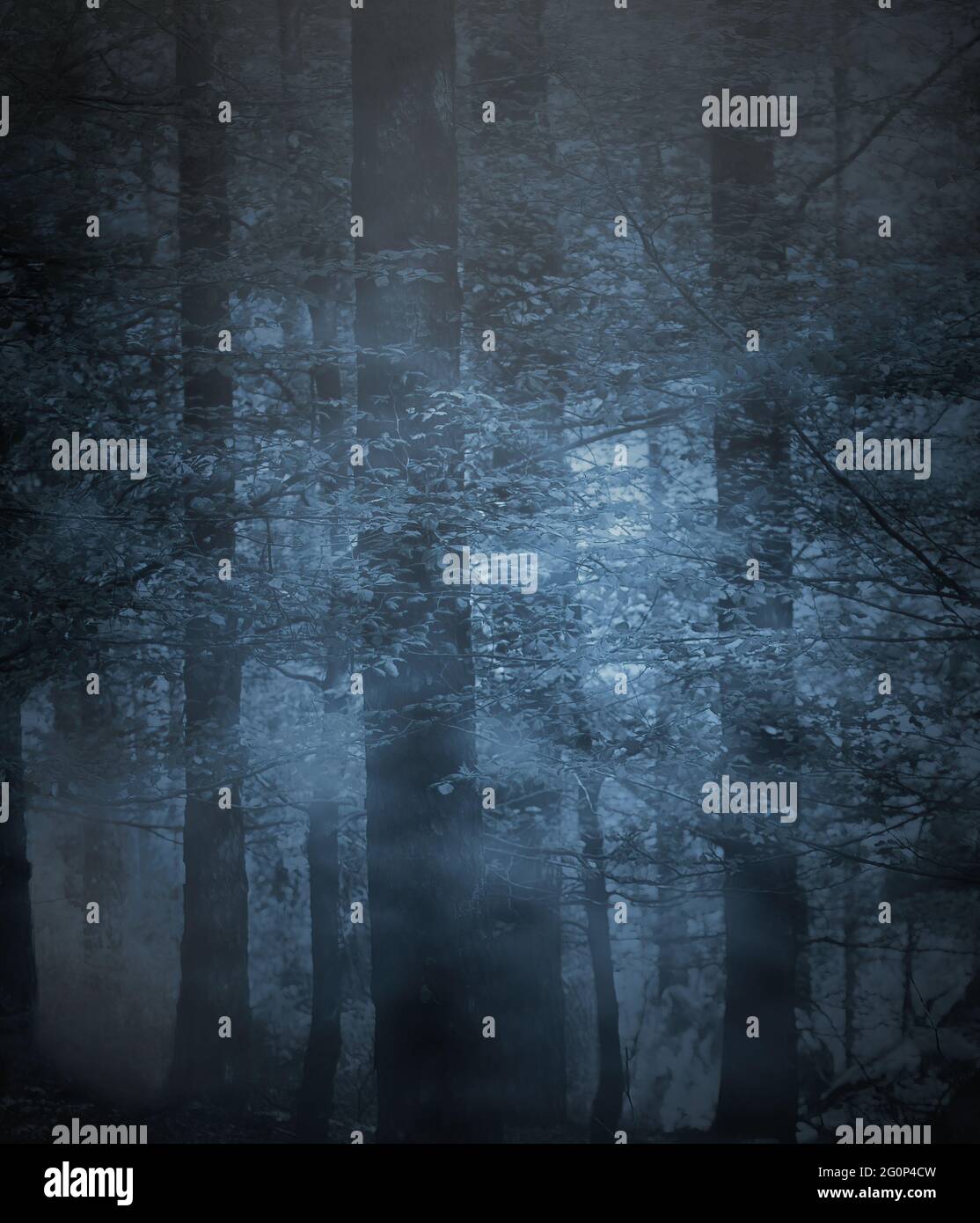 Moody landscape scary forest night hi-res stock photography and images ...