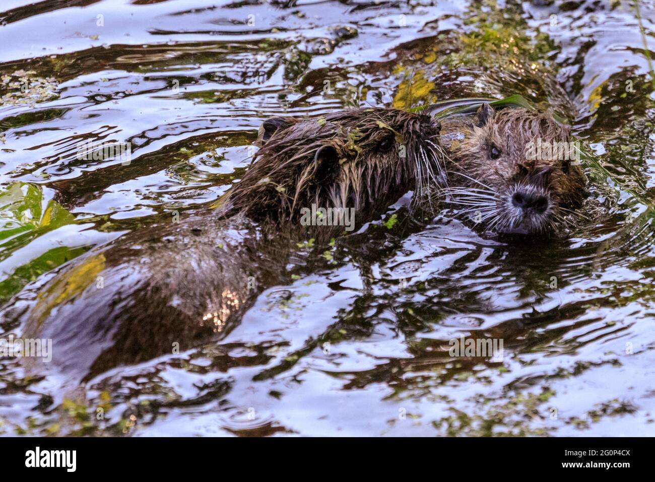 Nutria babies hi-res stock photography and images - Alamy