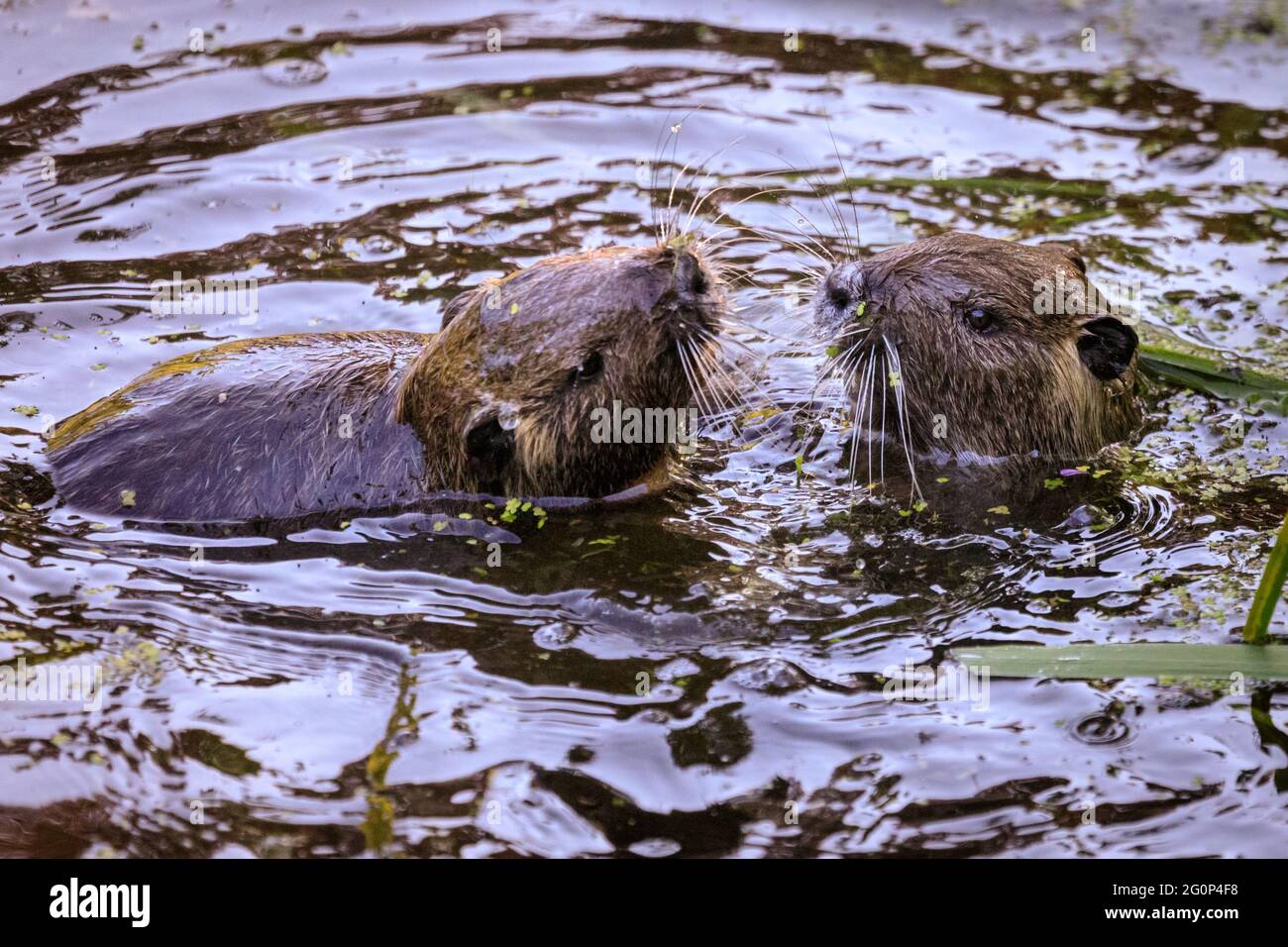 Nutria babies hi-res stock photography and images - Alamy