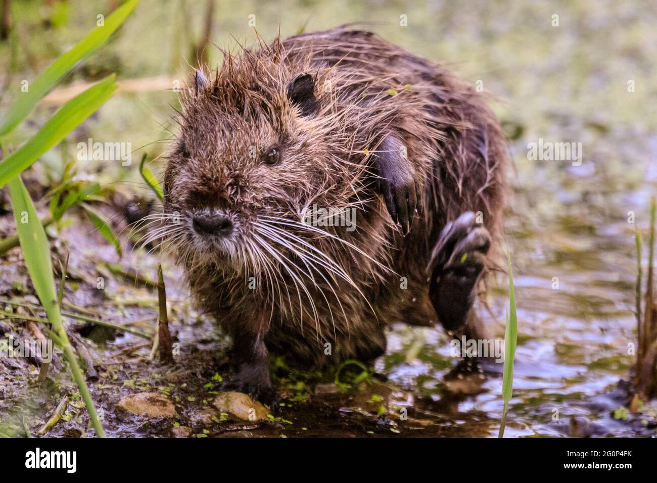 Nutria babies hi-res stock photography and images - Alamy