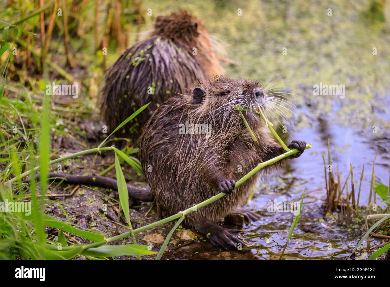 Nutria babies hi-res stock photography and images - Alamy