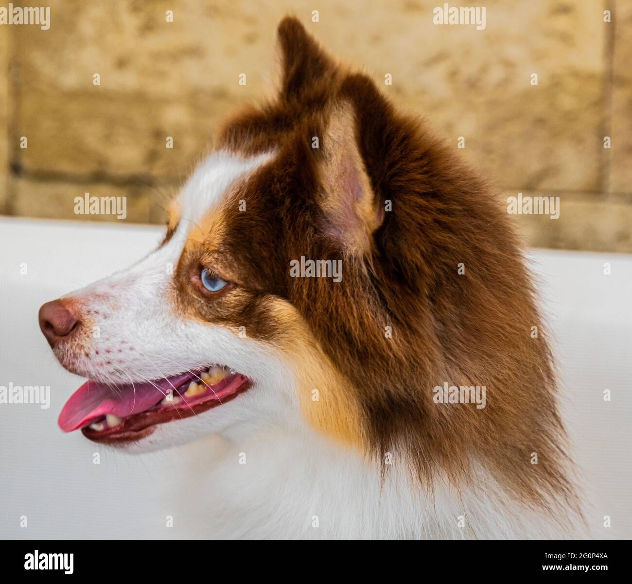 Beautiful Brown, Tan and White Pomeranian and Husky (Pomsky) mixed ...