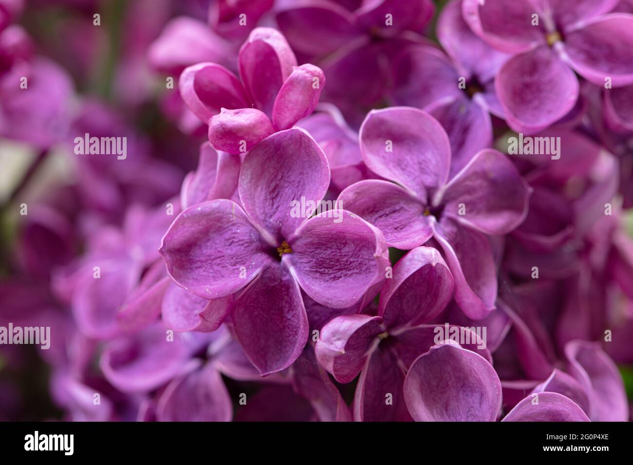 purple lilac flowers textured background, wallpaper Stock Photo - Alamy
