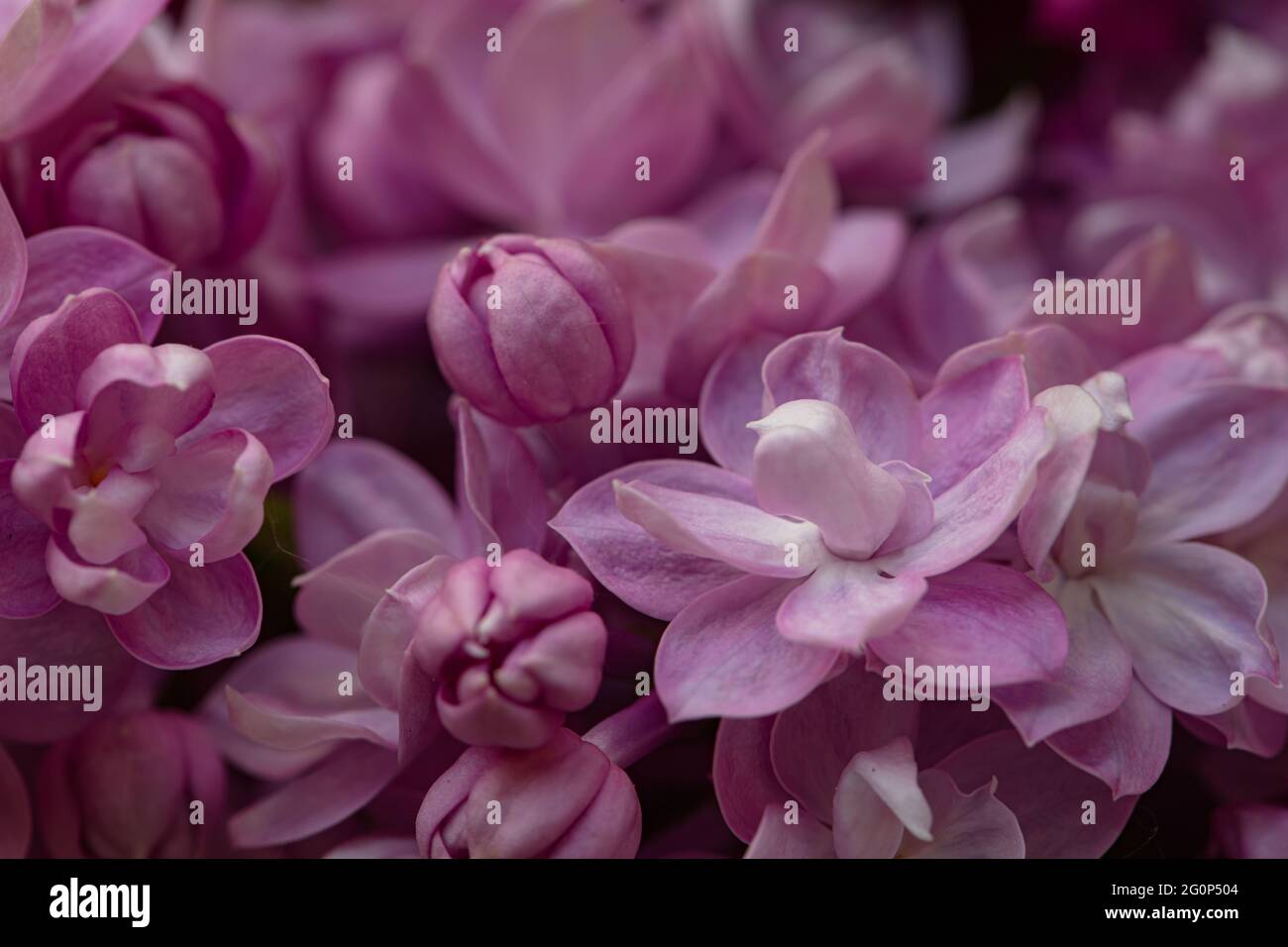 purple lilac flowers textured background, wallpaper Stock Photo - Alamy
