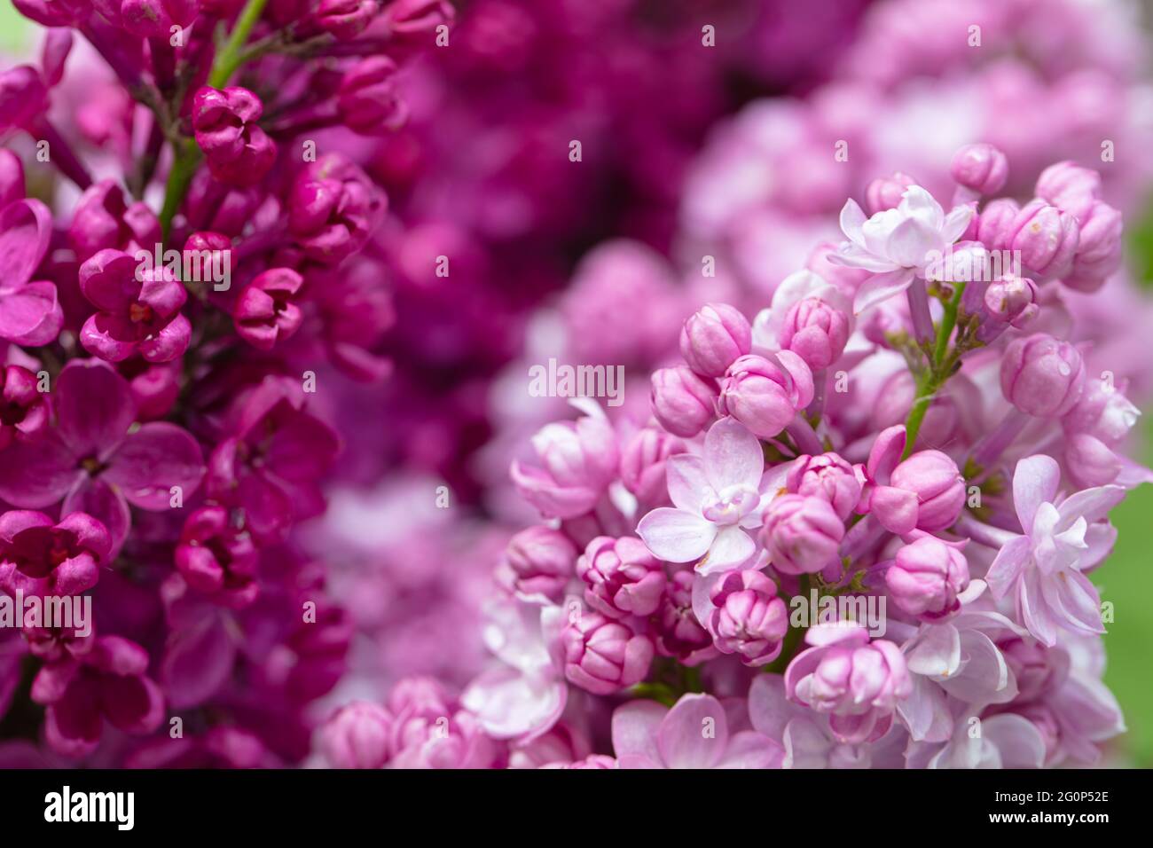purple lilac flowers textured background, wallpaper Stock Photo - Alamy