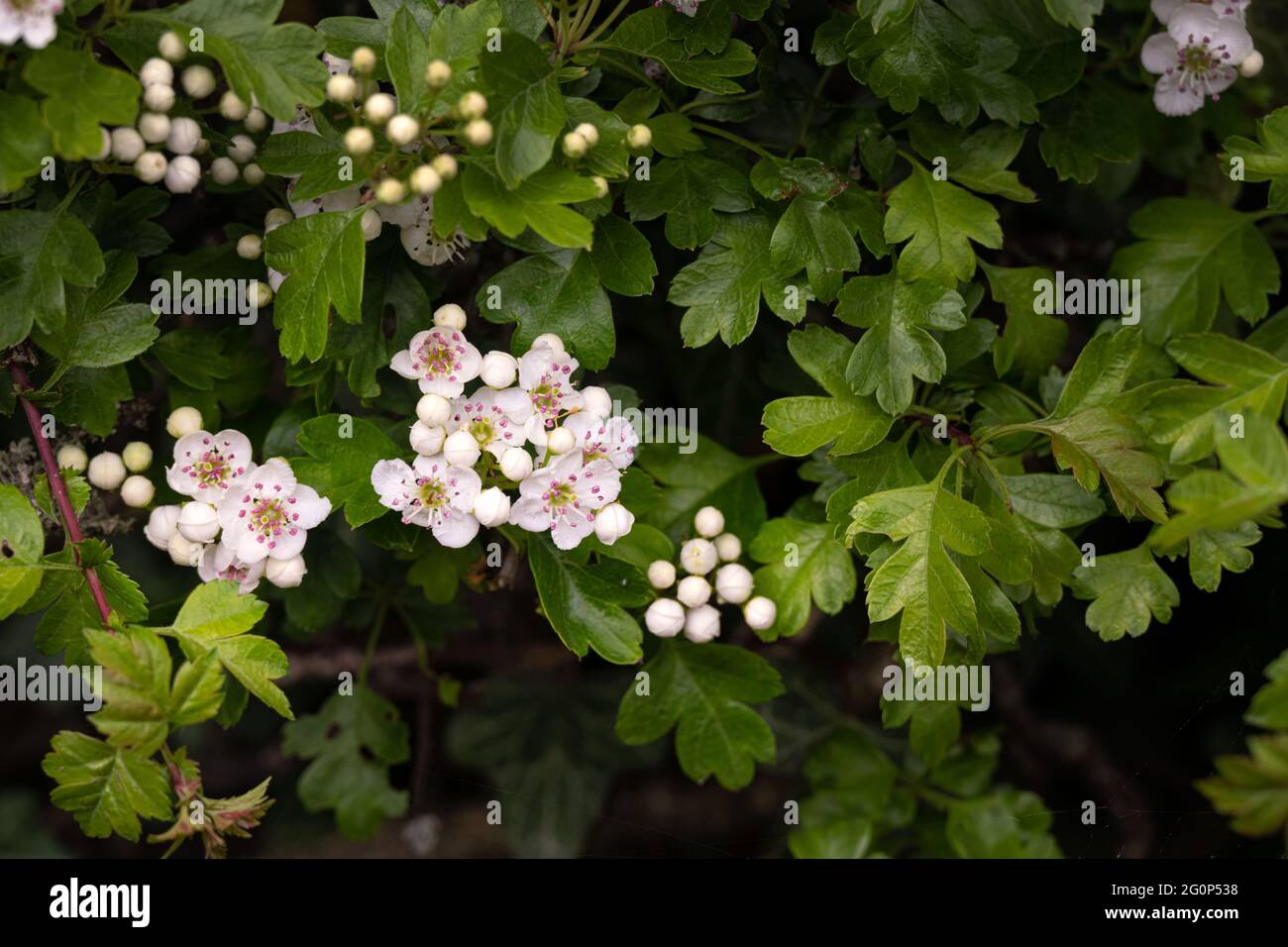 Hawthorn tree buds hi-res stock photography and images - Alamy