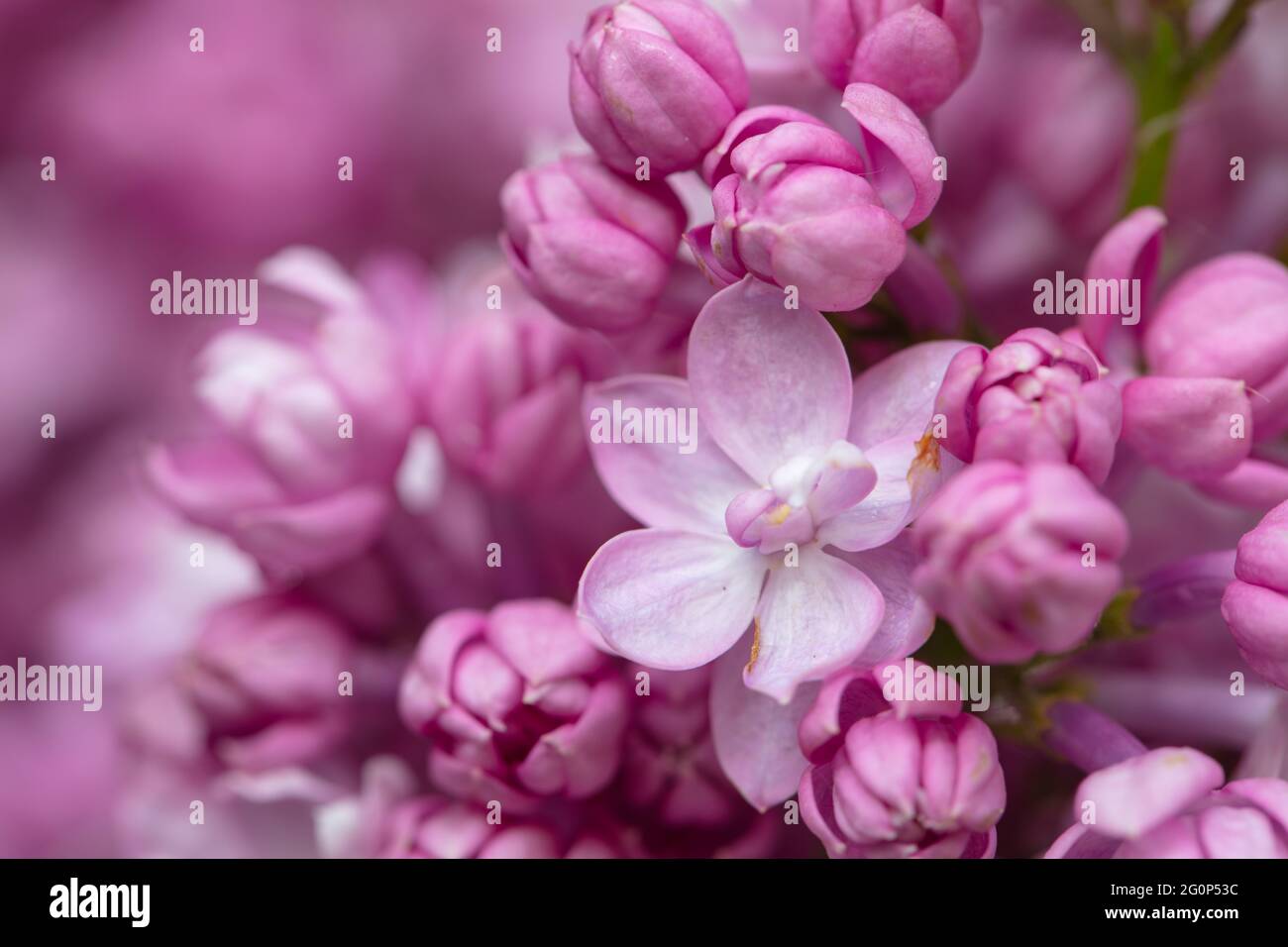 purple lilac flowers textured background, wallpaper Stock Photo - Alamy