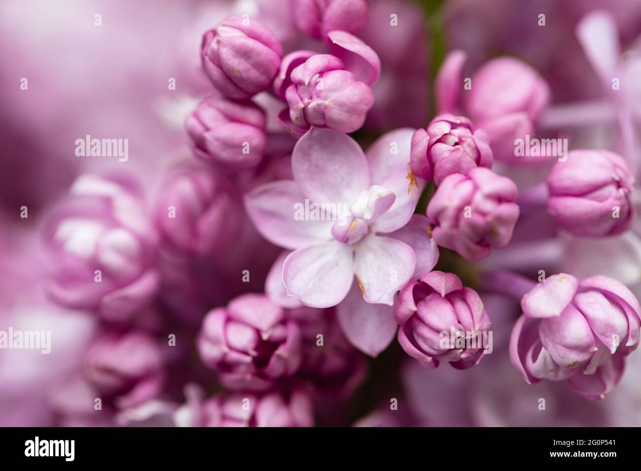 purple lilac flowers textured background, wallpaper Stock Photo - Alamy