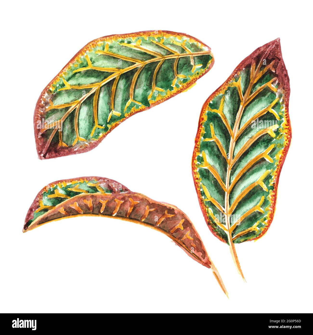 Croton illustration hi-res stock photography and images - Alamy