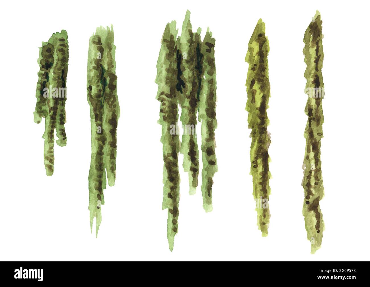 Hanging moss of tropisl or jungle. Watercolor hand drawn illustration ...