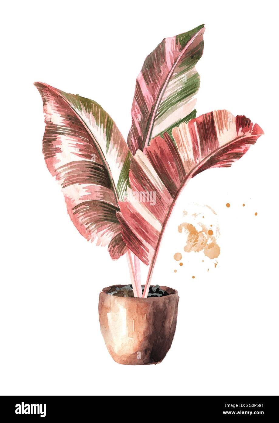 Ensete ventricosum leaf Cut Out Stock Images & Pictures - Alamy