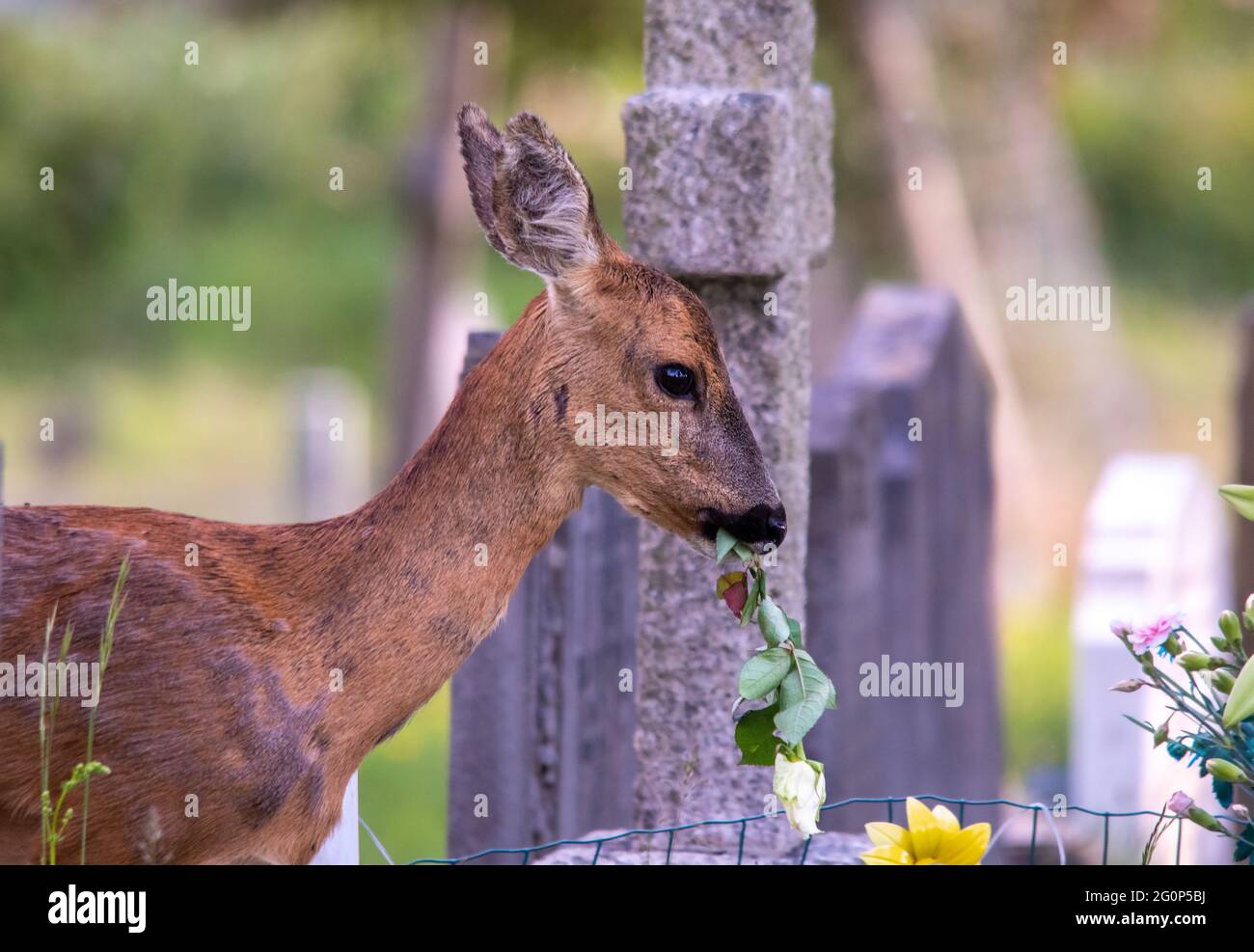 Naughty deer hi-res stock photography and images - Alamy