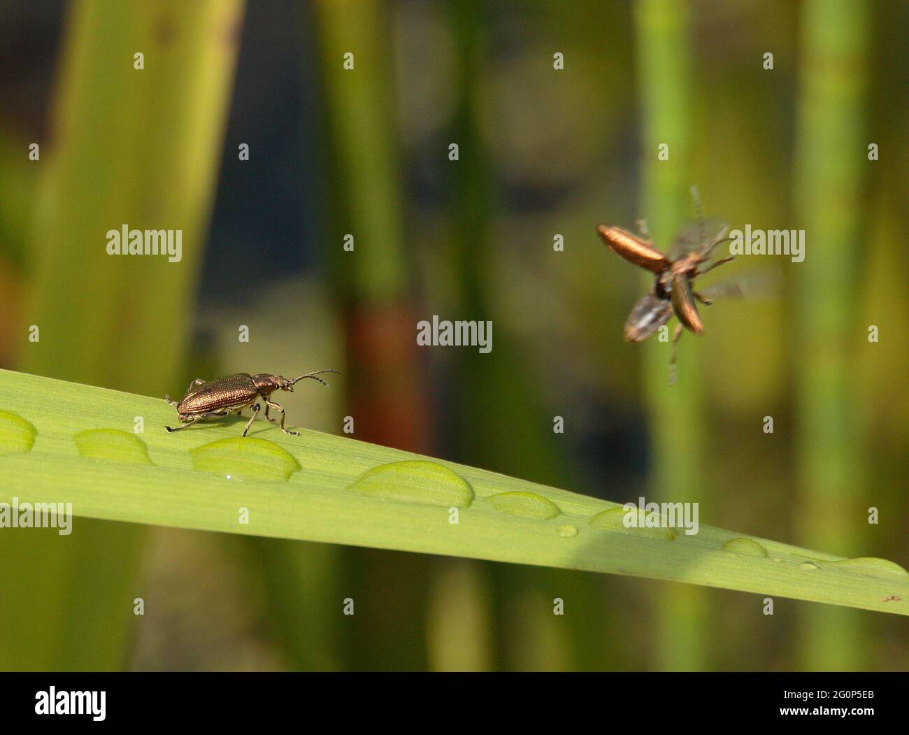 Reed beetle hi-res stock photography and images - Alamy