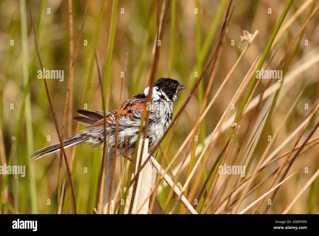 Reed anatomy hi-res stock photography and images - Alamy