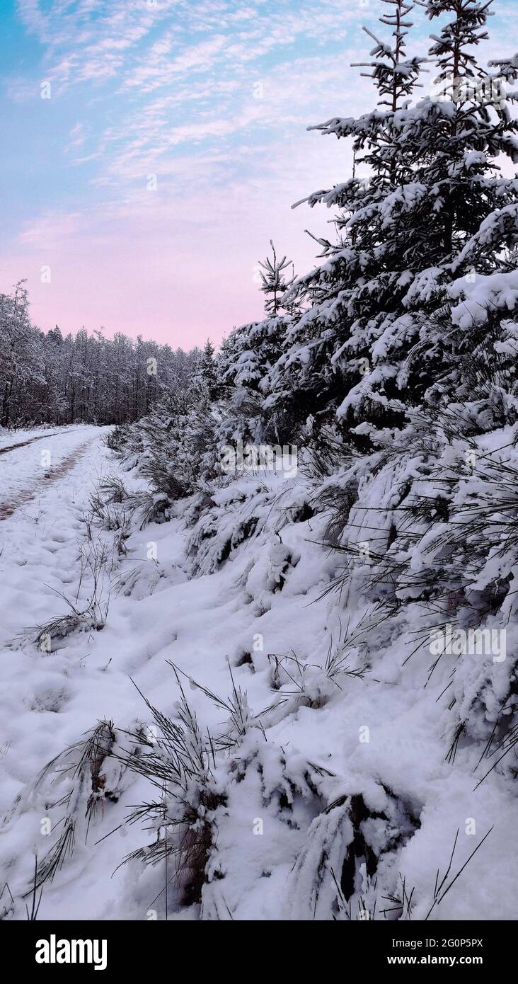 A snowy landscape in germany. WIntertale. Wintermärchen in der Eifel ...