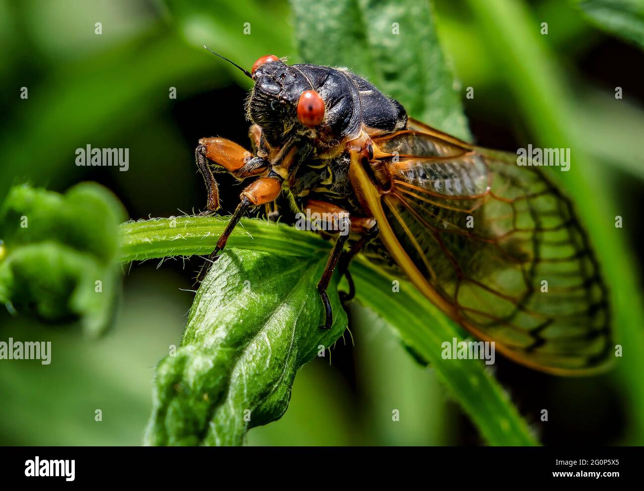 Ear cicada hi-res stock photography and images - Alamy