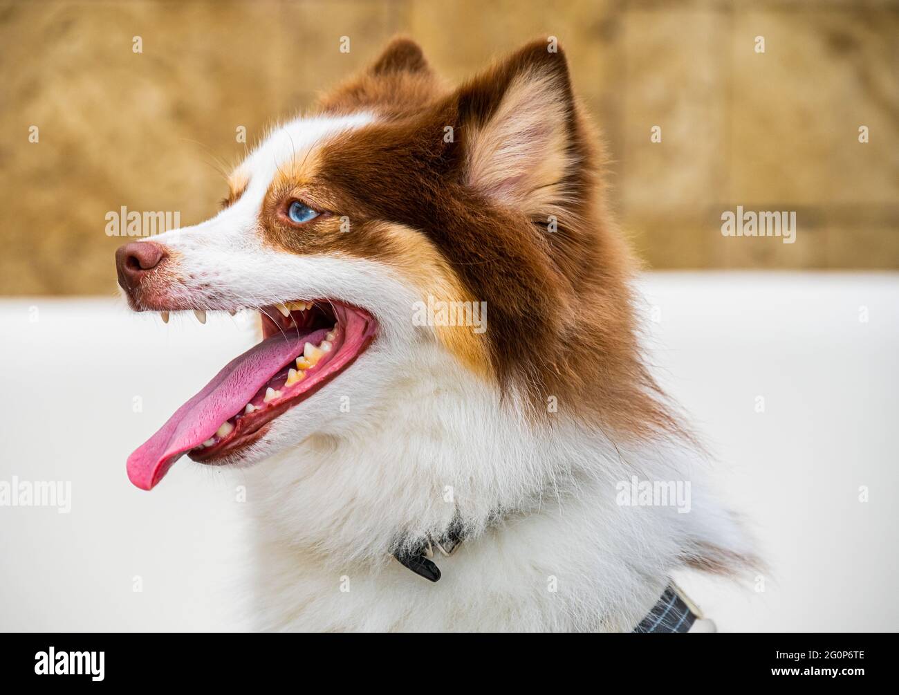 Beautiful Brown, Tan and White Pomeranian and Husky (Pomsky) mixed ...