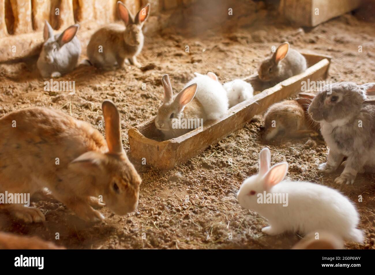 rabbits on the farm in the aviary Stock Photo - Alamy