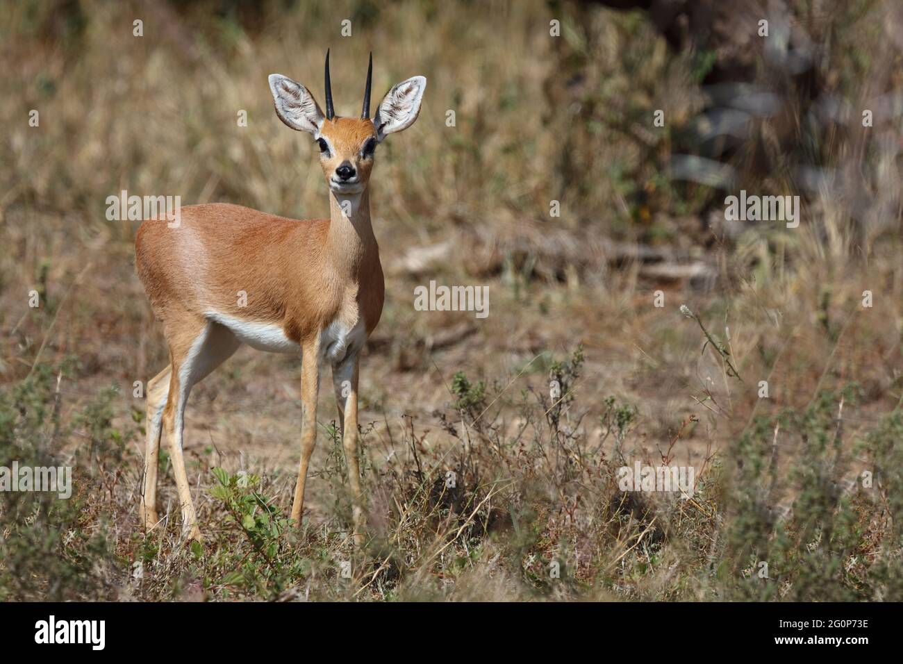 Afrikanische steenboks hi-res stock photography and images - Alamy