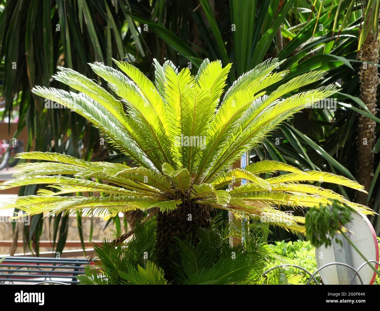 Closeup of a growing sago palm with symmetrical leaves Stock Photo - Alamy