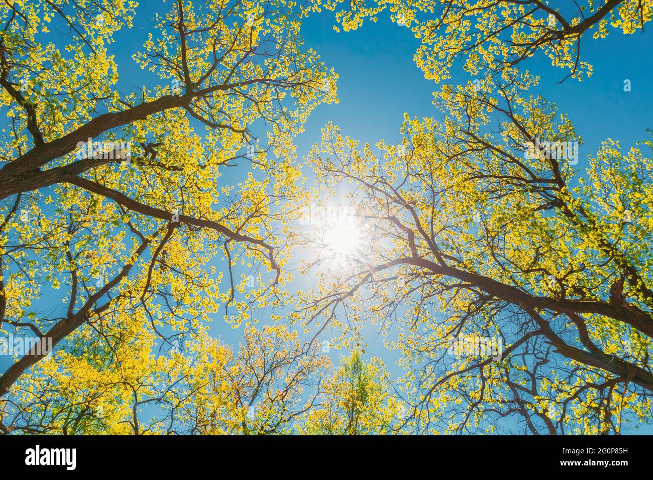 Sun Shining Through Canopy Of Tall Trees With Young Spring Folliage ...