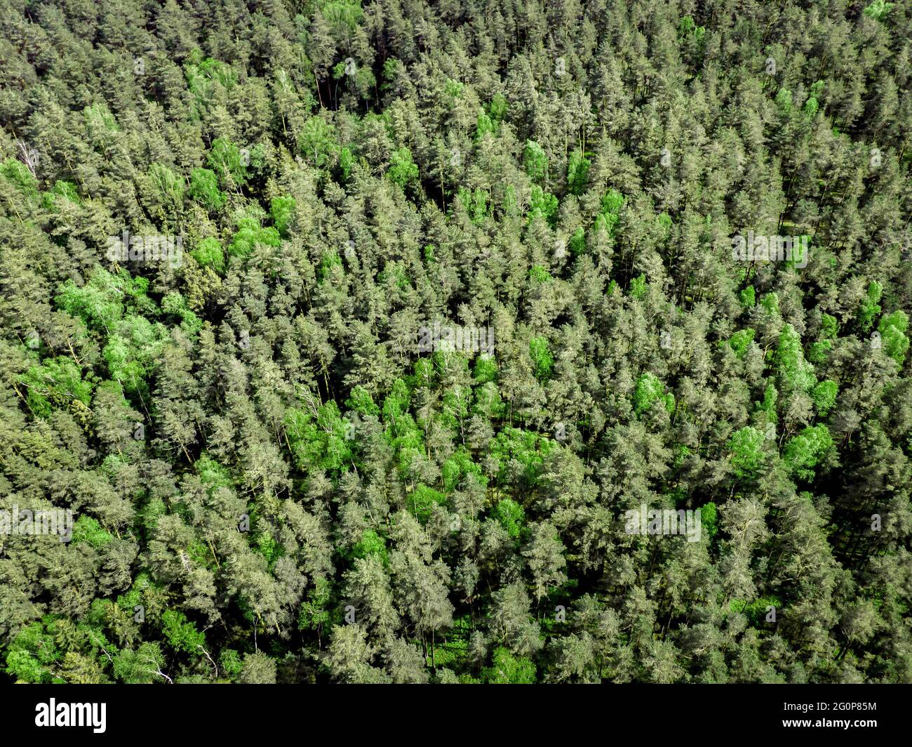 Top view of green trees. Nature texture Stock Photo - Alamy