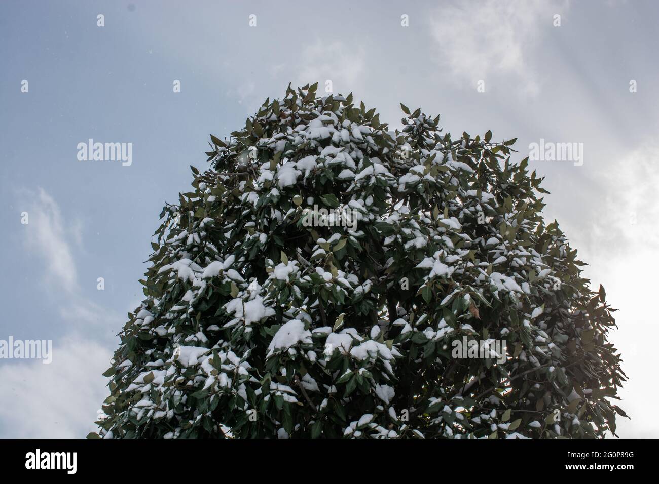 Closeup shot of a snowy tree under a cloudy sky Stock Photo - Alamy