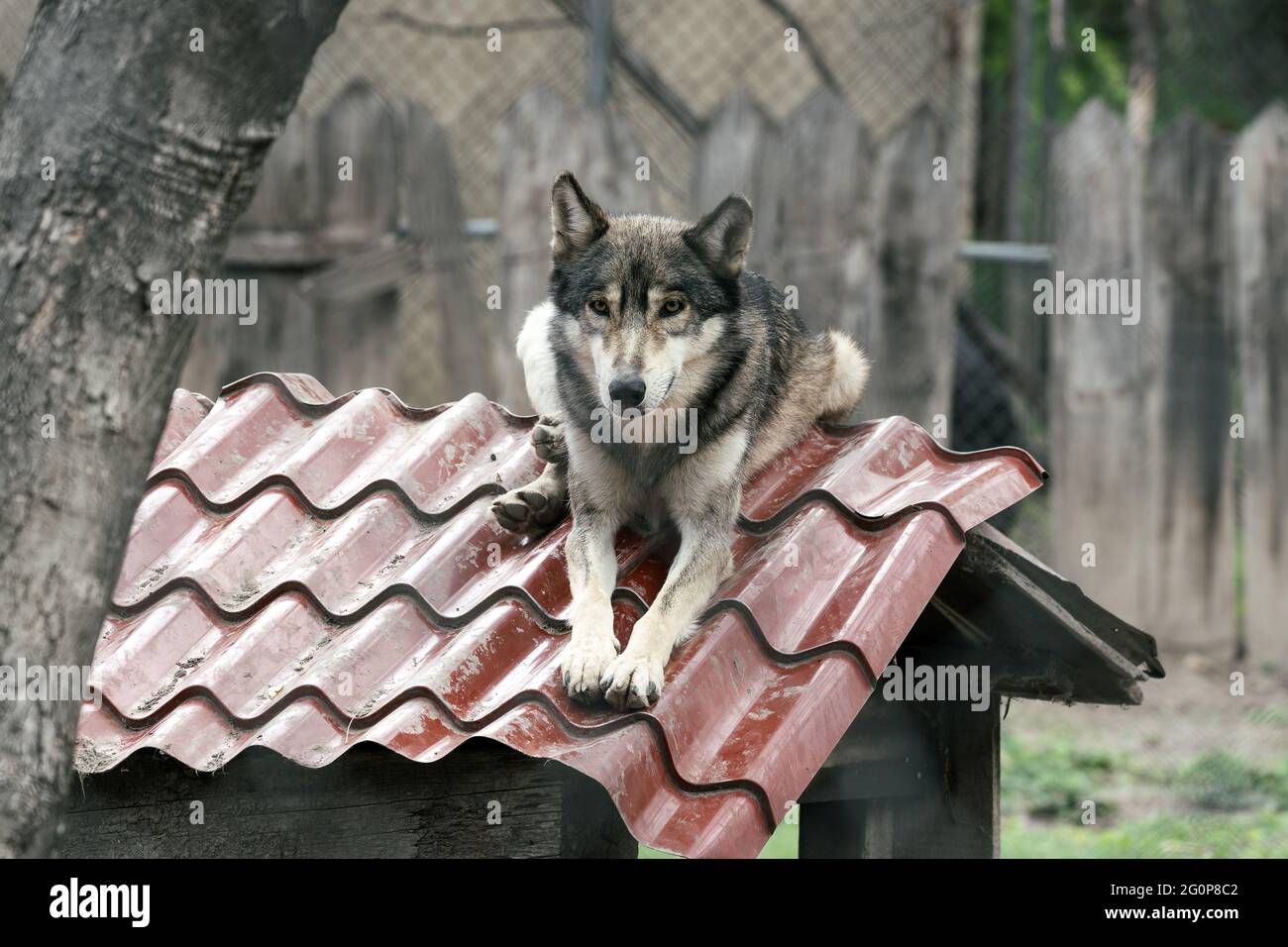 Gray wolf laying on the roof of a small house Stock Photo - Alamy