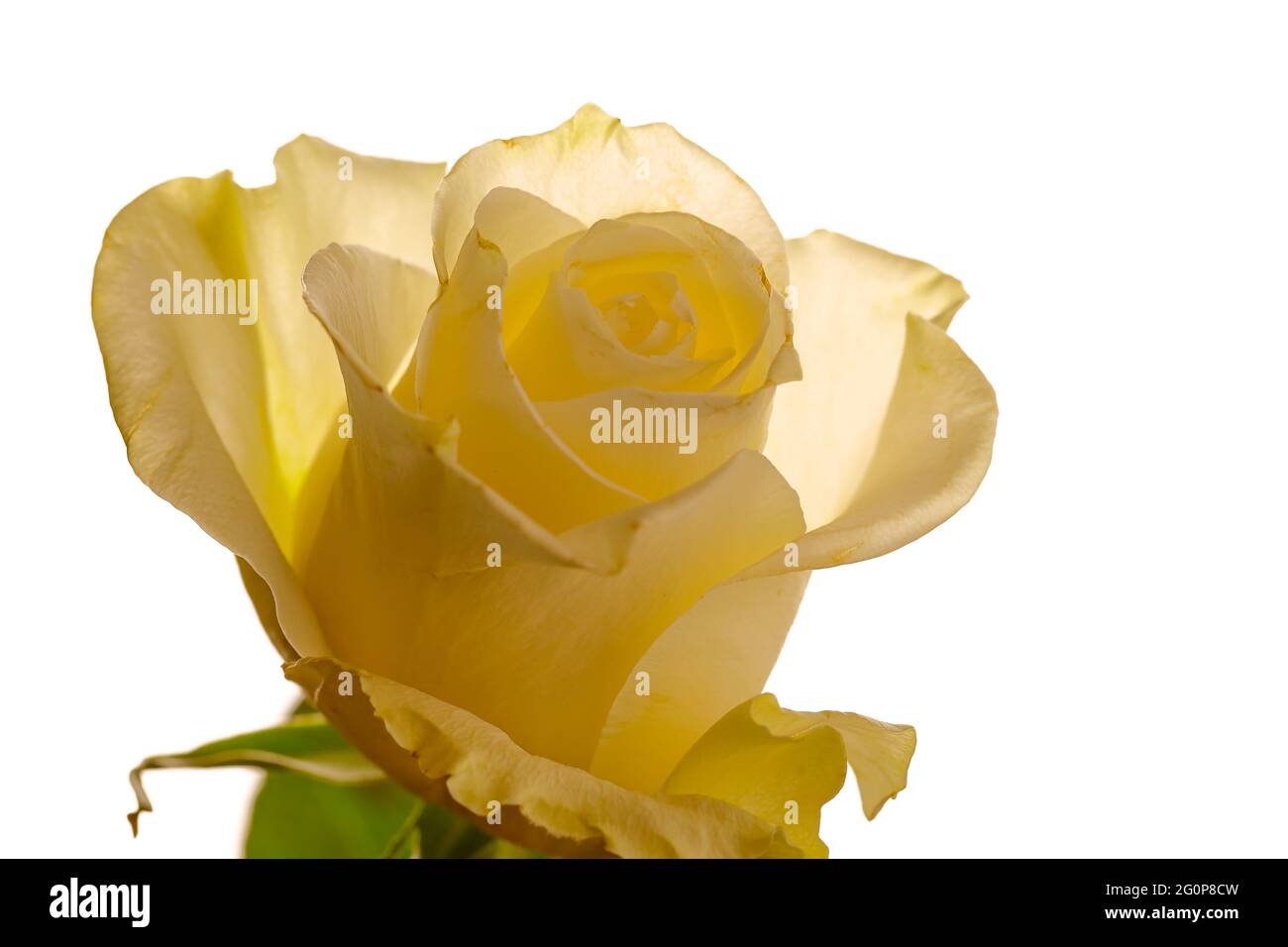 Close up photo of a backlit leaf hi-res stock photography and images ...