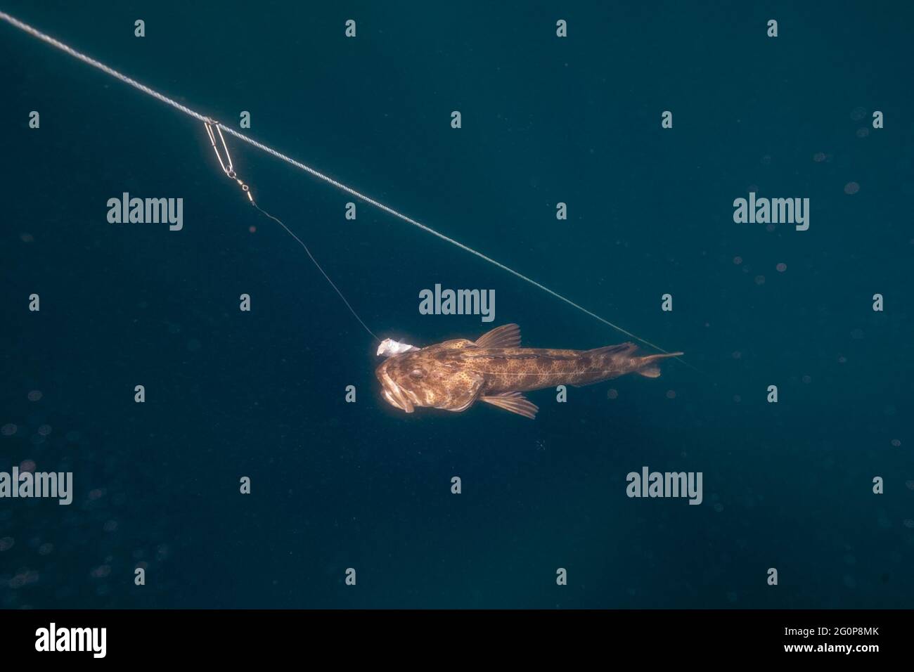 Longline fishing hi-res stock photography and images - Alamy