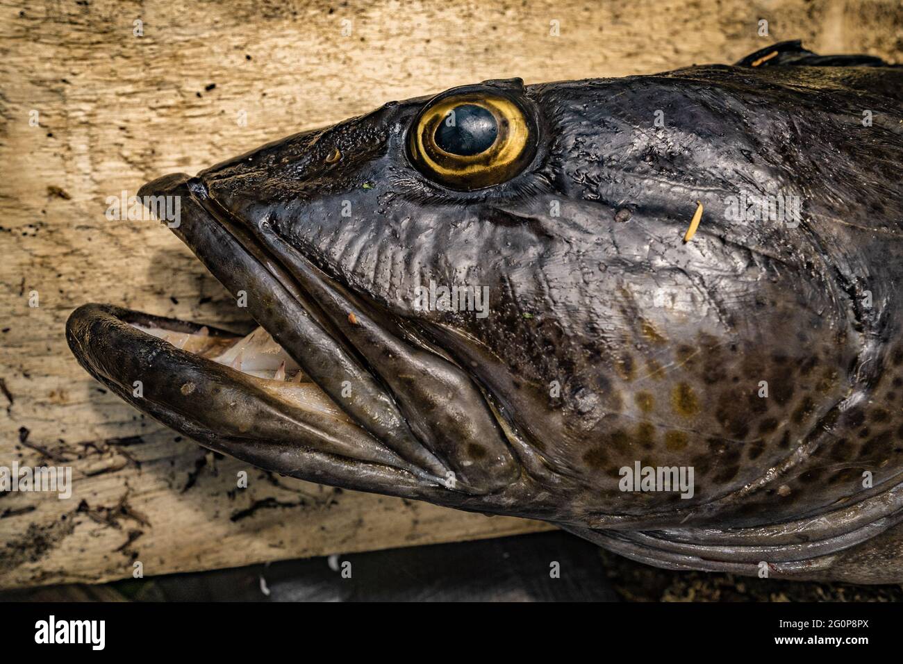 Dead lingcod caught with traditional fishing techniques Stock Photo - Alamy