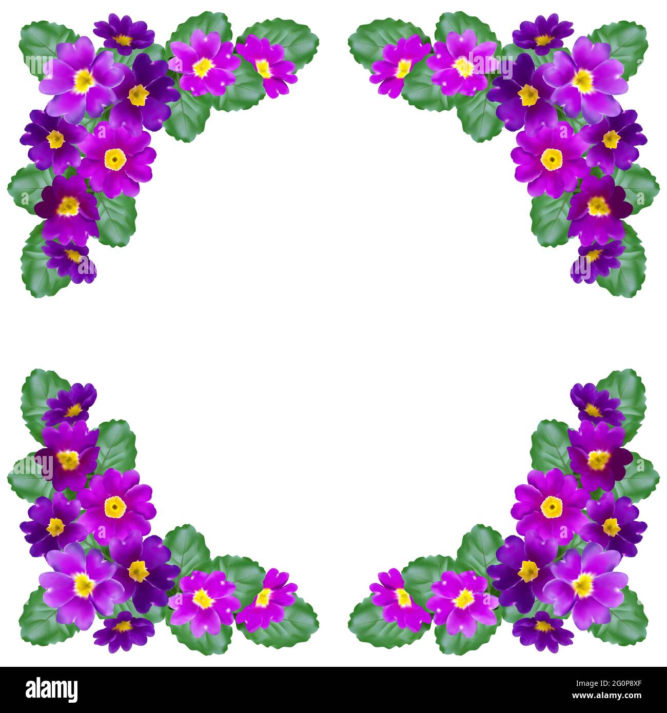 decoration (design) of primrose flowers on a white background Stock ...