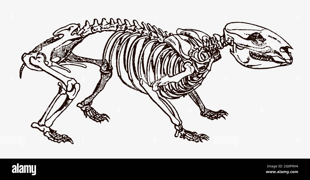 Common wombat vombatus ursinus skeleton in profile view, after antique ...