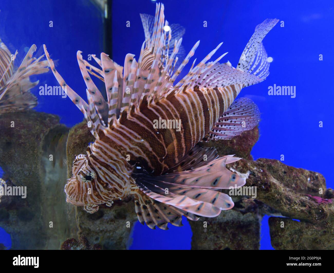 Clearfin lionfish (pterois radiata) in the water Stock Photo - Alamy