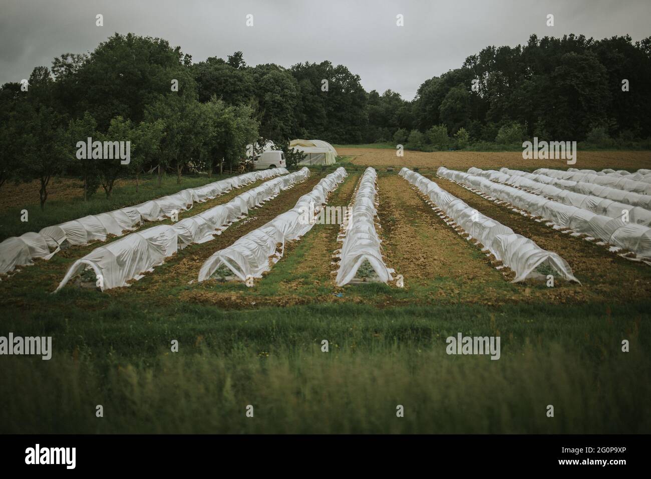 Field with low rows of plastic covered plants growing crops in the ...